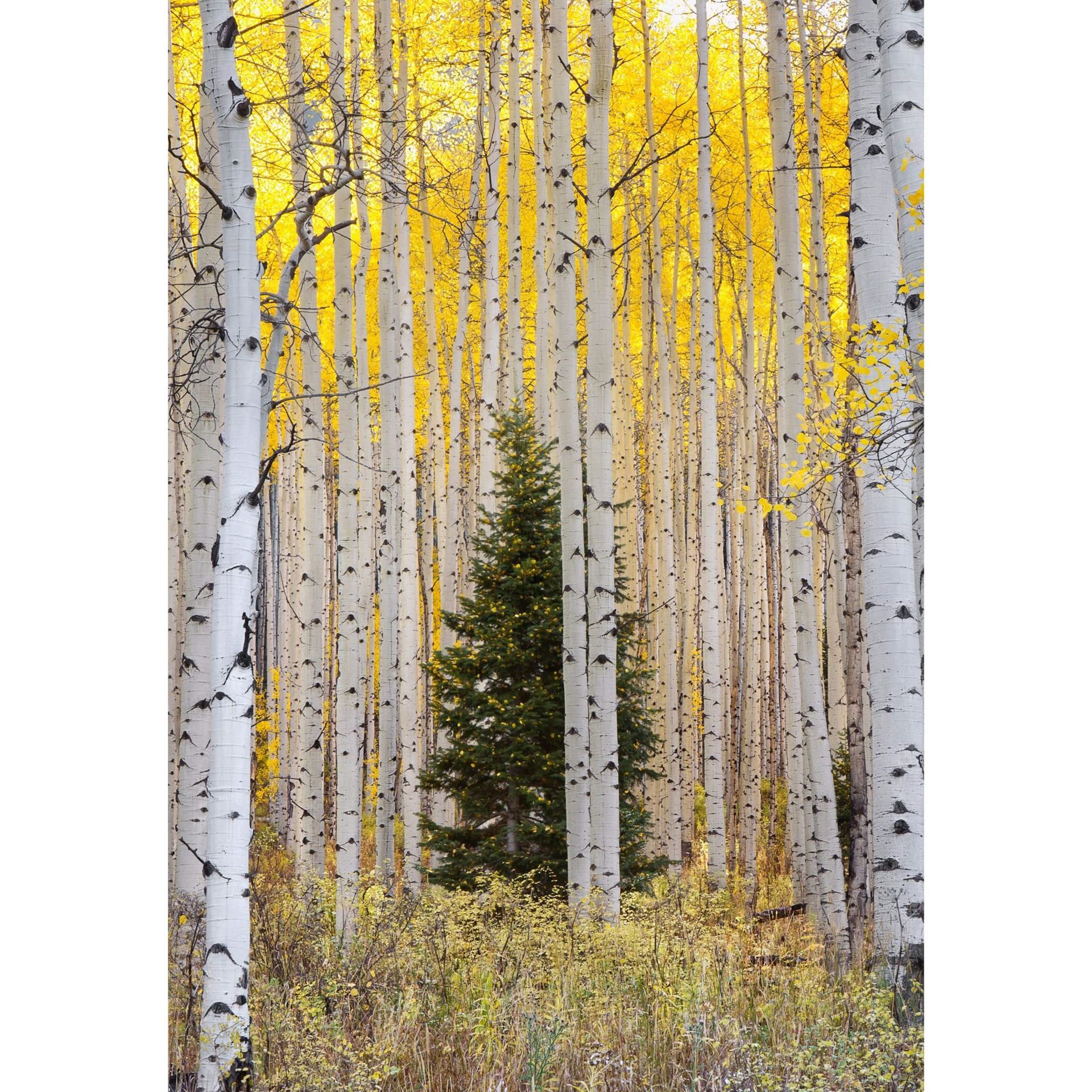 Shy Tree 24X36 125-1110490 | Matt Santomarco | AFW.com